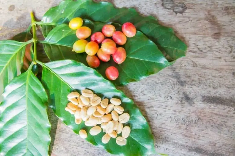 What is a Coffee Cherry?
