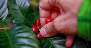 What is the Coffee Production Process?