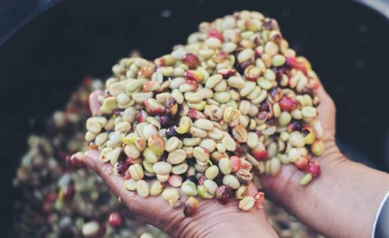 What is the Coffee Production Process?